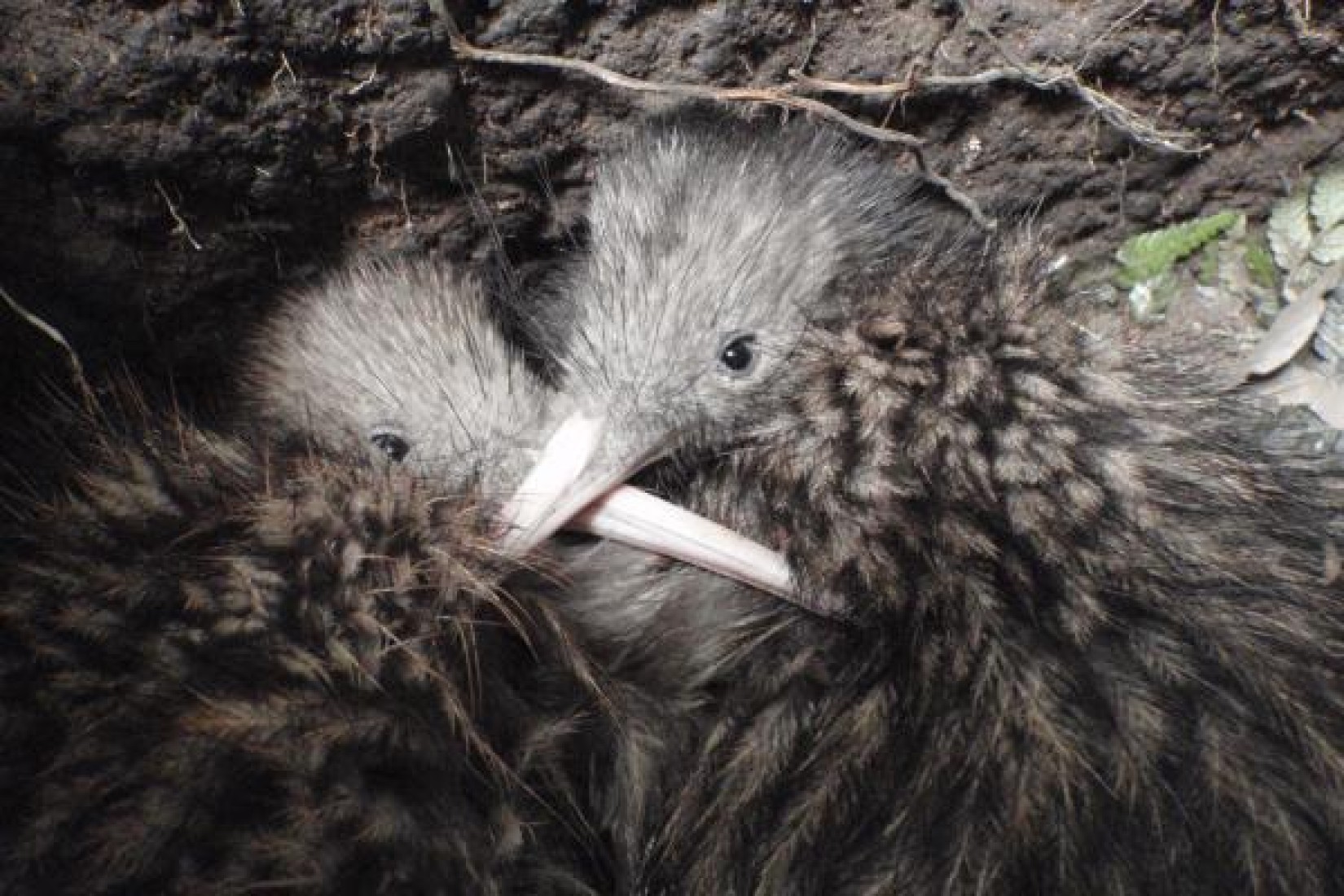 Donation to The National Kiwi Hatchery