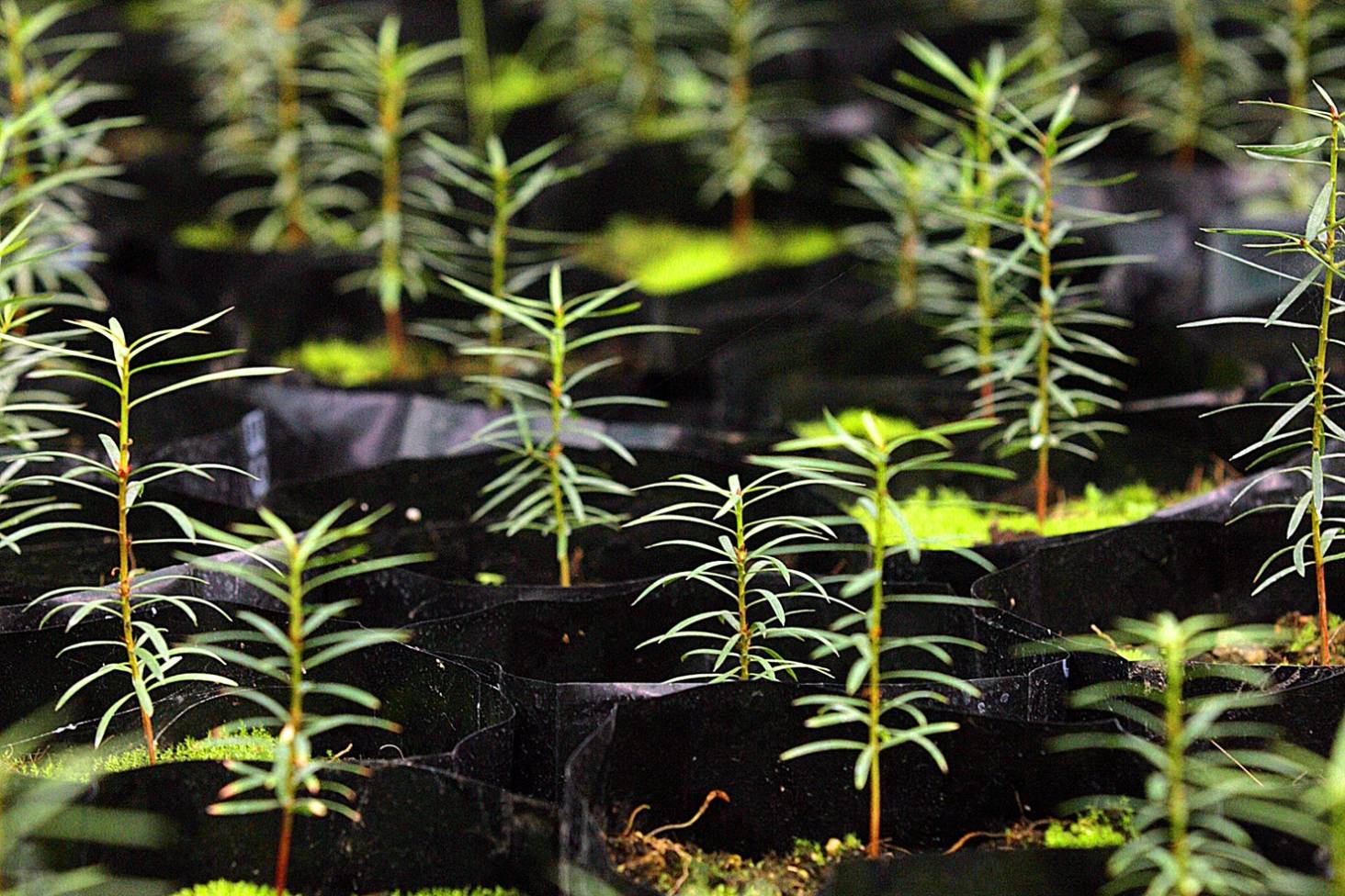Plant a native tree » National Kiwi Hatchery