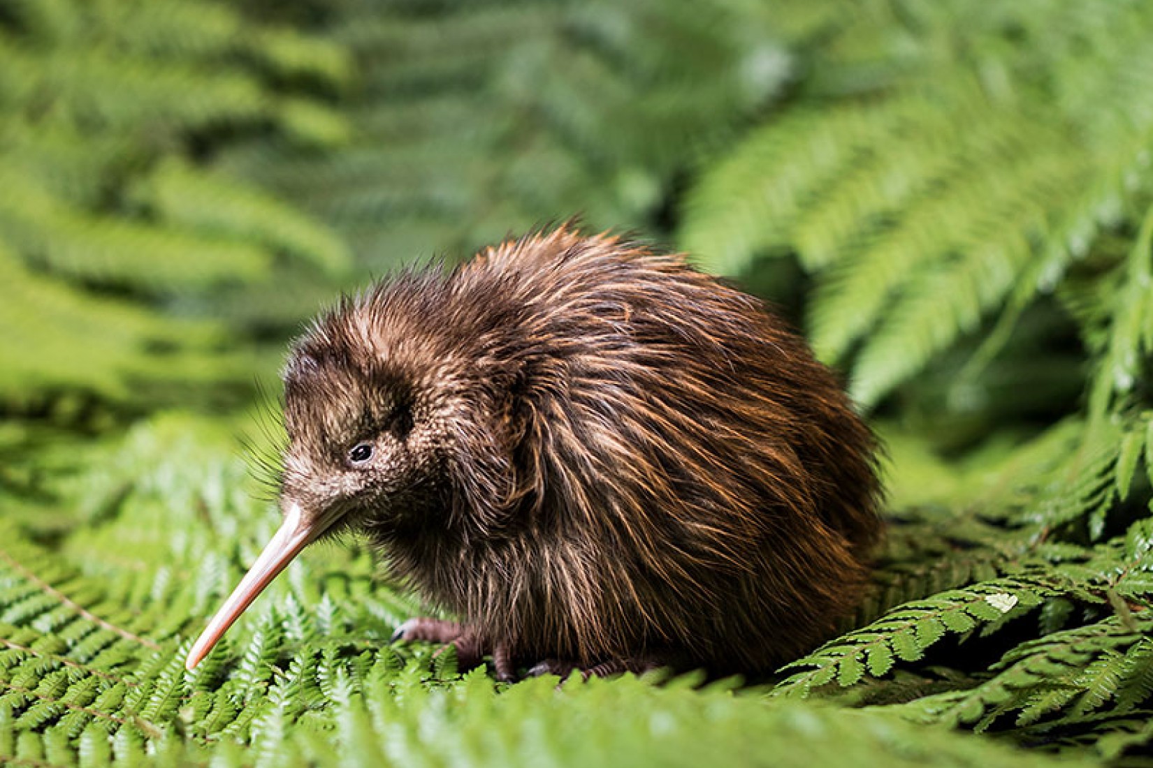 Donation to The National Kiwi Hatchery