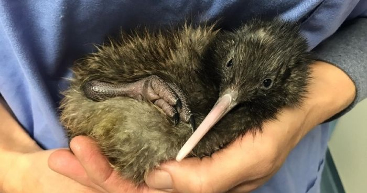 Visit Us at The National Kiwi Hatchery